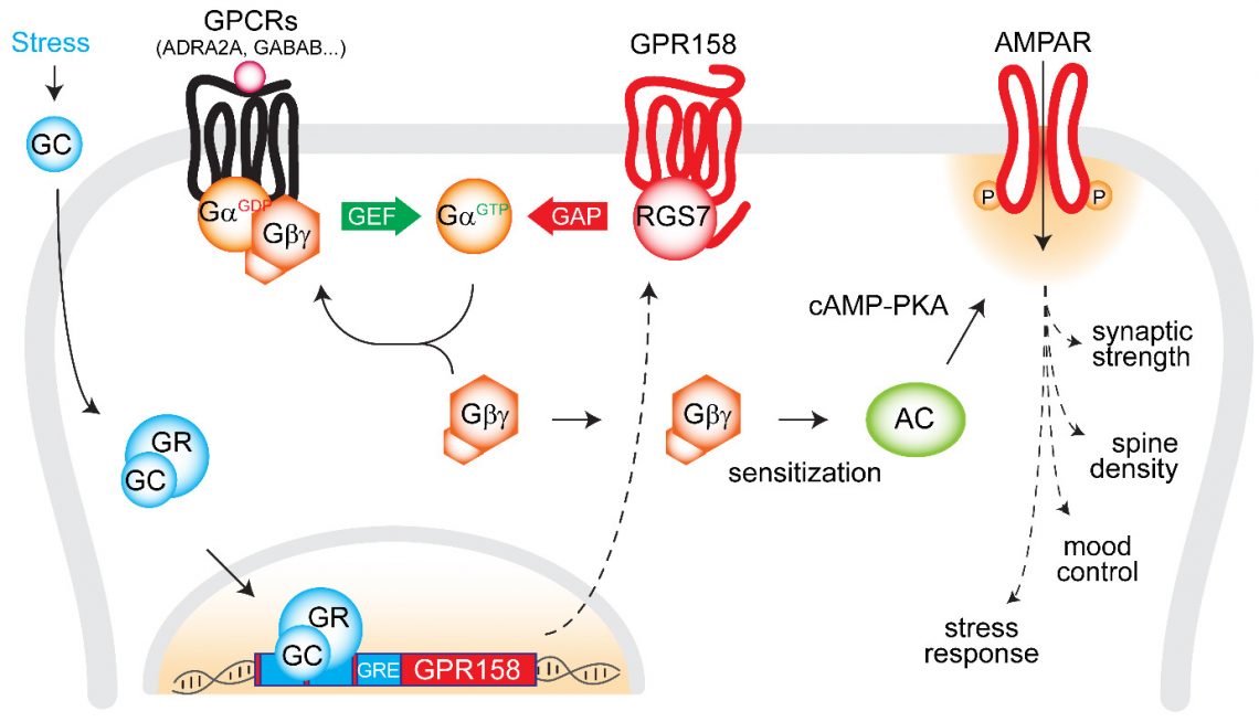 Research Projects – The Kirill Martemyanov Laboratory